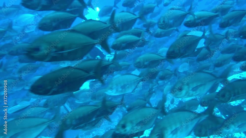 School of tuna tunny fish on the blue background of the sea under water ...
