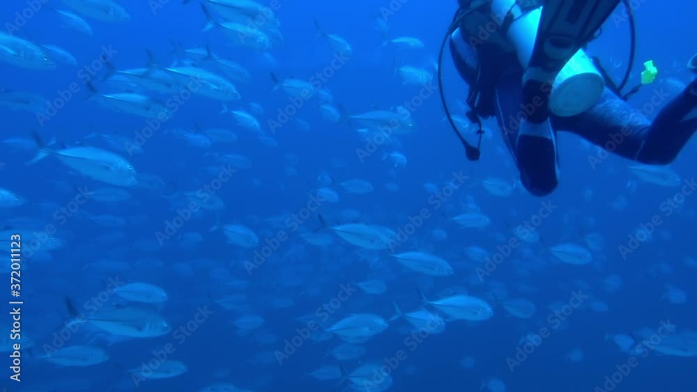 Video Stock School of tuna tunny fish on the blue background of the sea ...