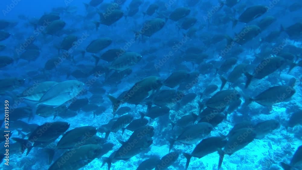 School of tuna tunny fish on the blue background of the sea under water ...