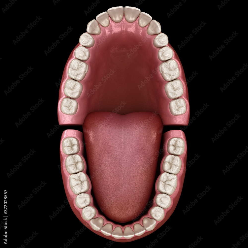 Dental anatomy - Opened Dentures. Medically accurate dental 3D ...