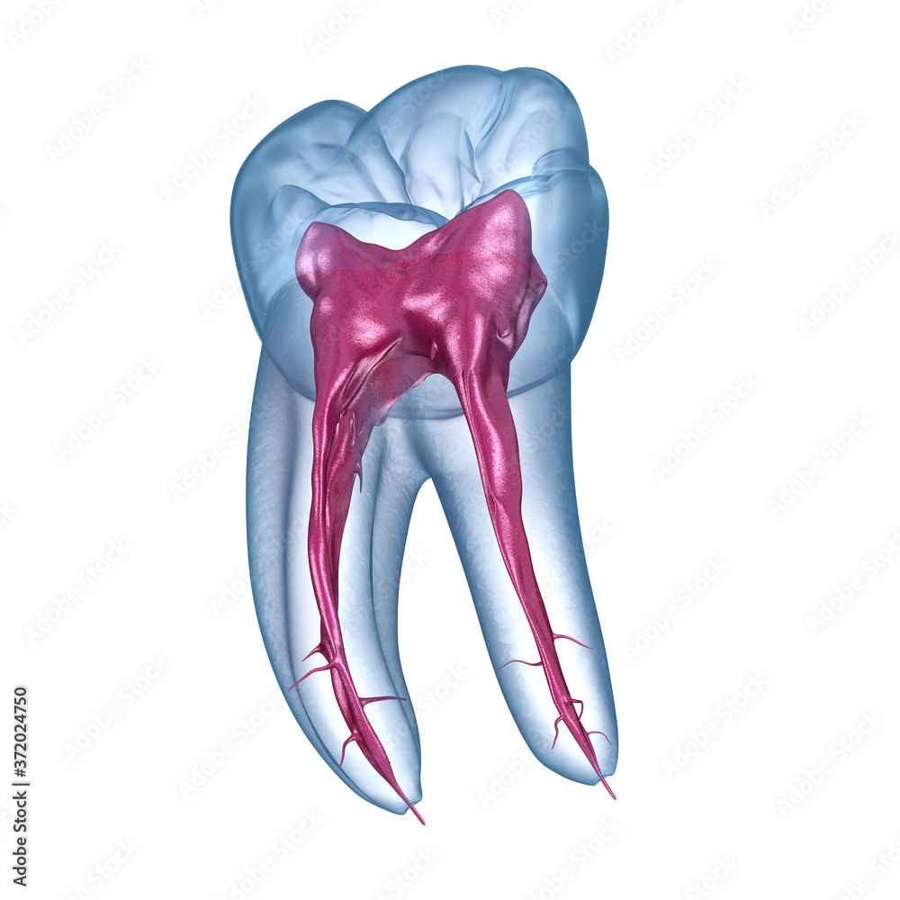 Dental root anatomy - First mandibular molar tooth. Medically accurate ...