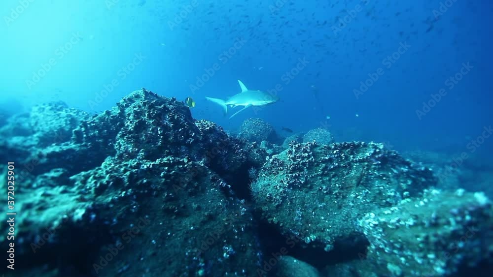 Hammerhead shark and sea turtle underwater Pacific Ocean. Sea animals ...