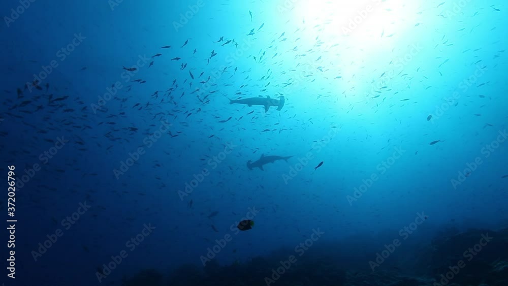 Hammerhead shark and sea turtle underwater Pacific Ocean. Sea animals ...