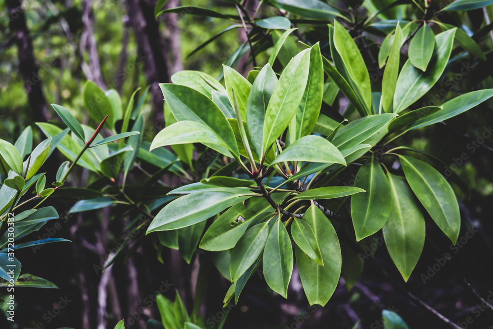 Mangrove tree, Beautiful mangrove leaf,Mangrove forest in thailand ...