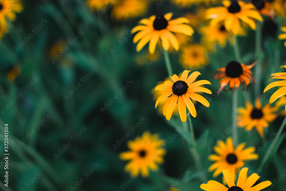 Flower Center Texture