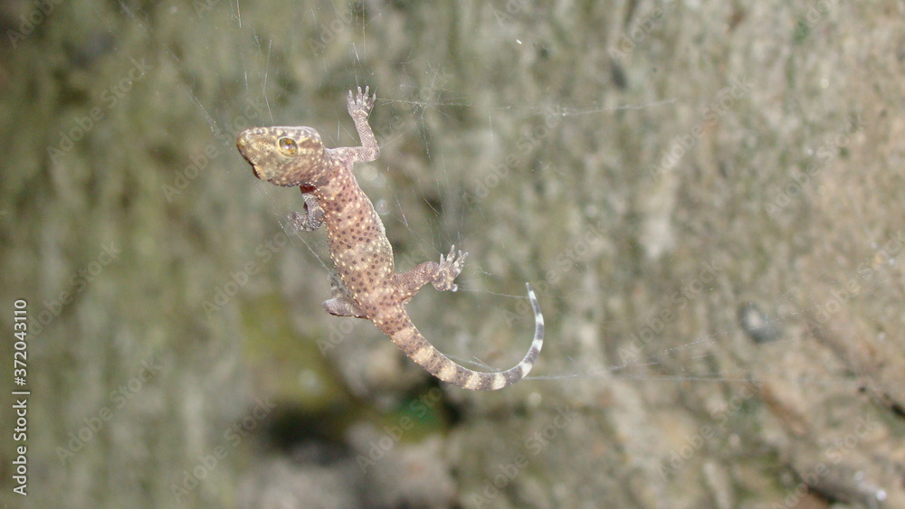 Gecko Lizard on Web Spider Close up Gecko; It's also called ...