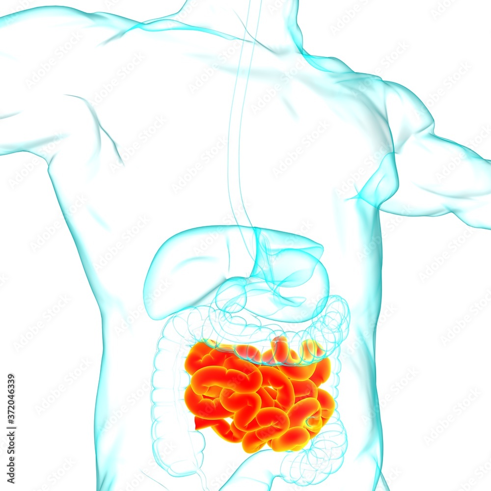 Small Intestine 3D Illustration Human Digestive System Anatomy Stock ...