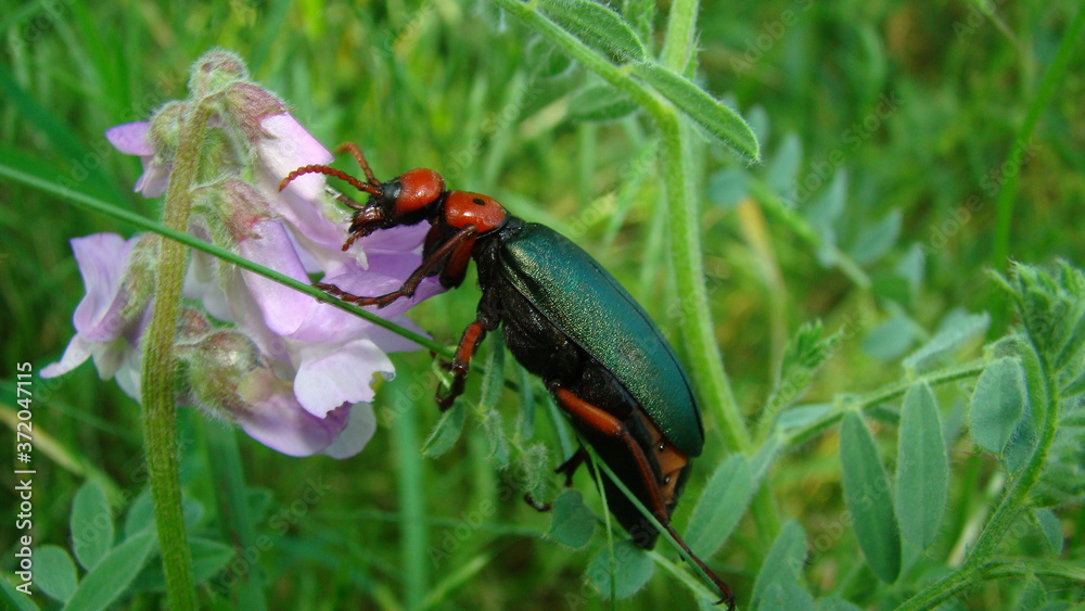 Beetle insect Red beetle A beautiful beetle on grass background. insect ...