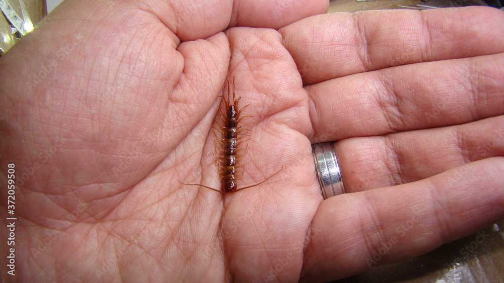 a hand holding a centipede Centipede on a white background. Centipede ...