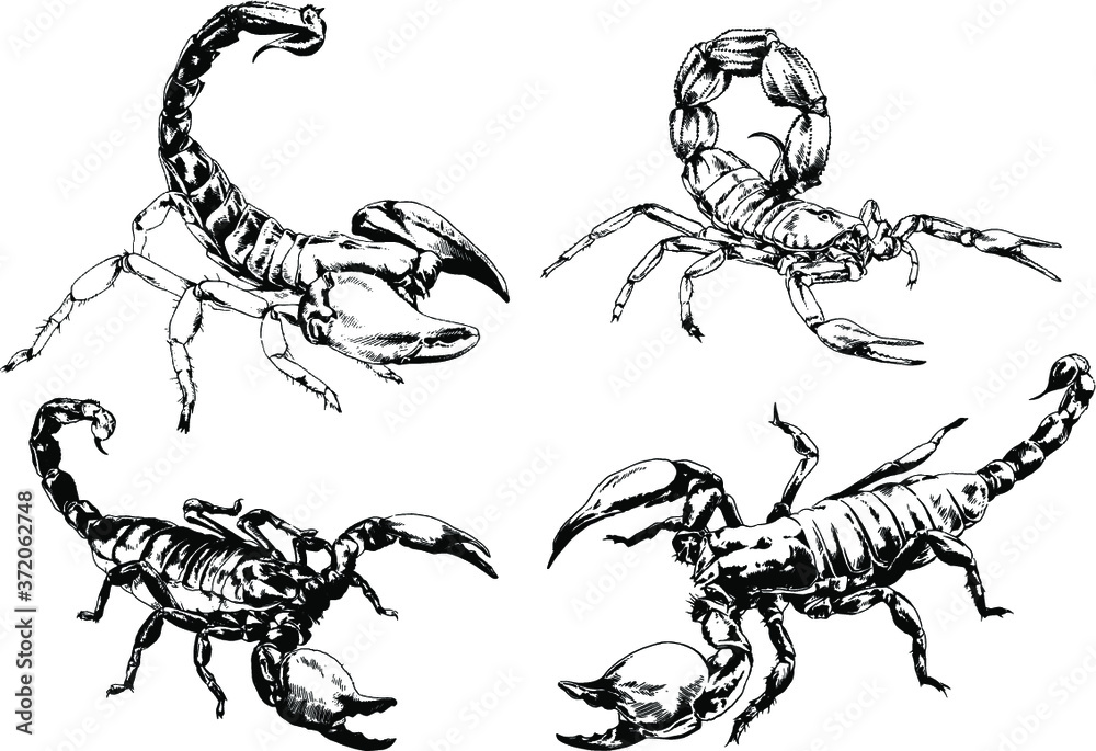 vector drawings sketches different insects bugs Scorpions spiders drawn ...