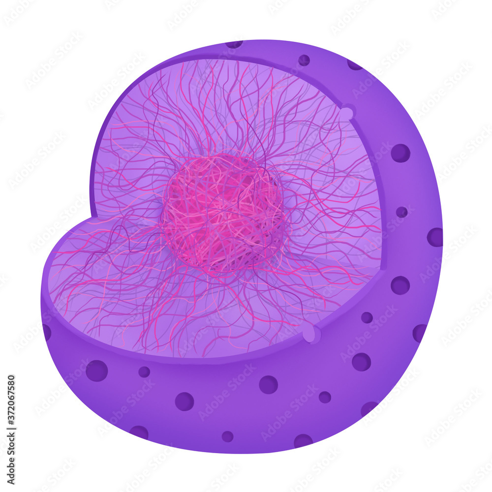 The nucleus is an organelle found in eukaryotic cells. Stock ...