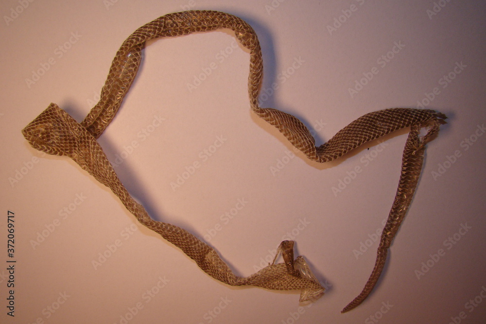 Snake skin | shed snake skin isolated. shed snake skin on a white ...