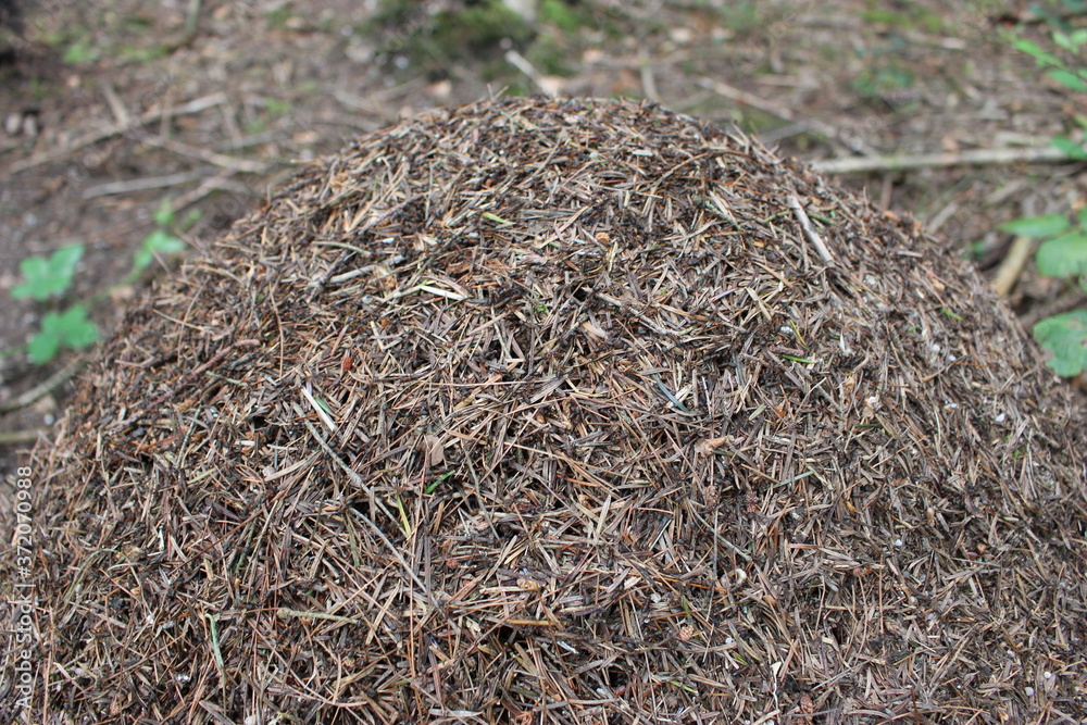 Foto de Sommet d'une fourmilière à dôme (Massif de la Serre, Jura) do ...