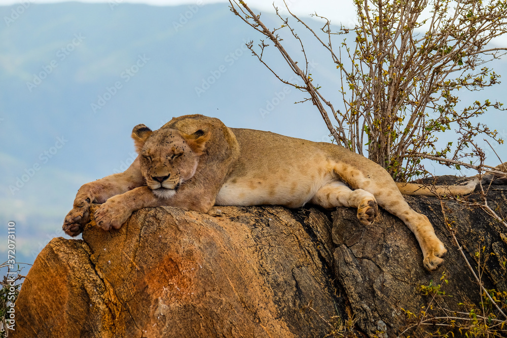 wild Animals - Safari - Big five - Afrika Stock Photo | Adobe Stock