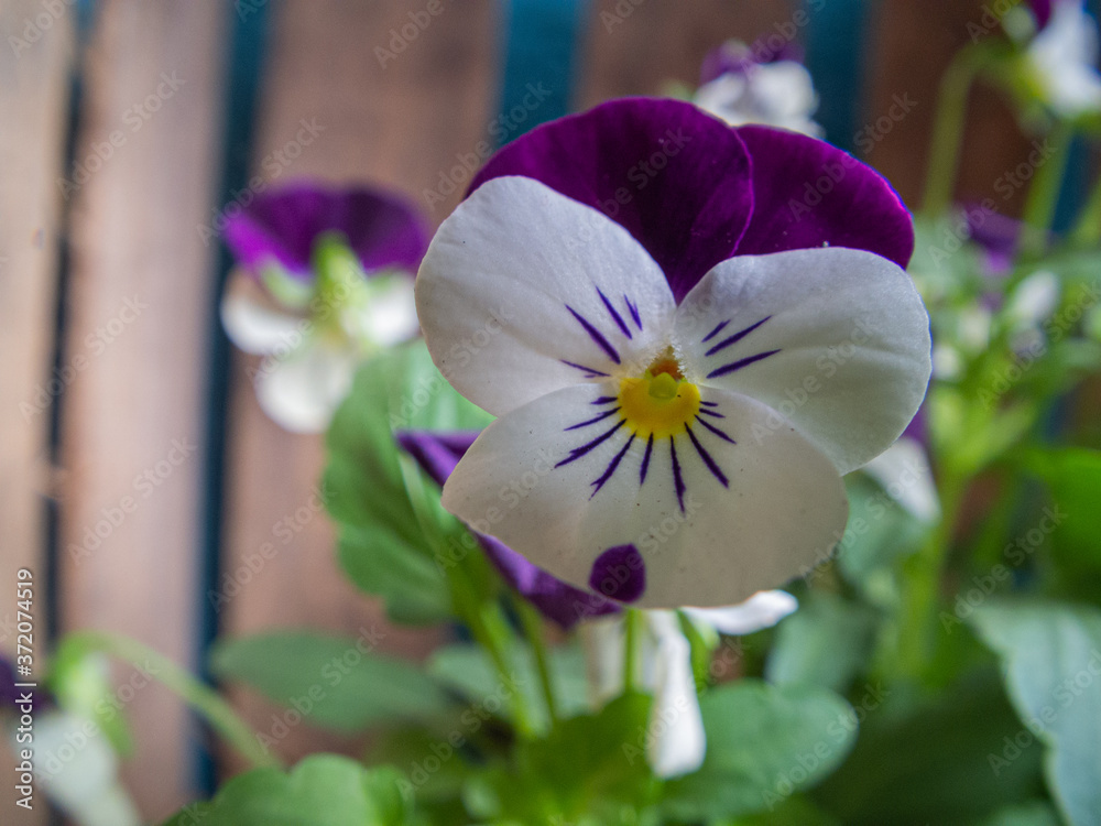 Purple Flower Three Petals | Best Flower Site