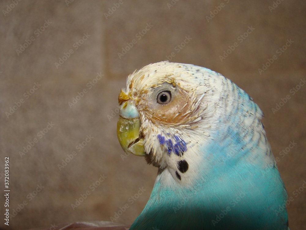 Veterinarian examining a bird Budgie parrot Inflammation of the nose ...