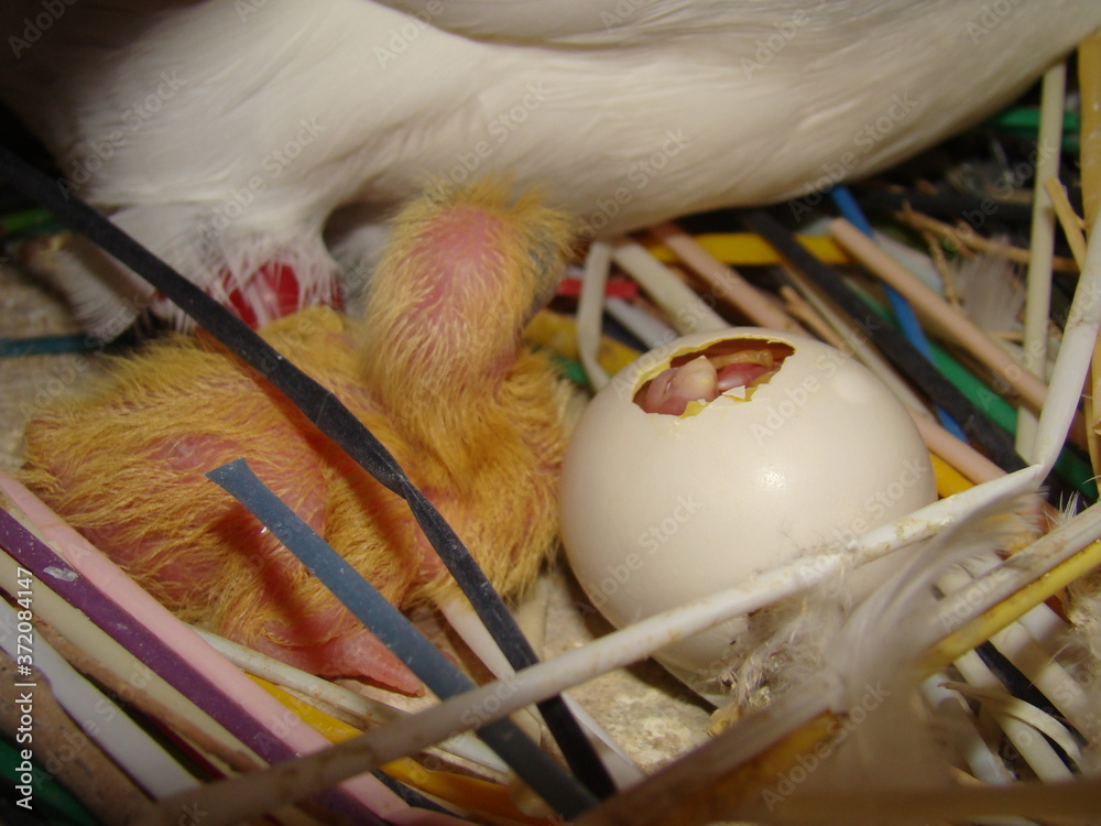 Pigeon, dove, nest bird, close up. chick hatching from an egg and a day ...