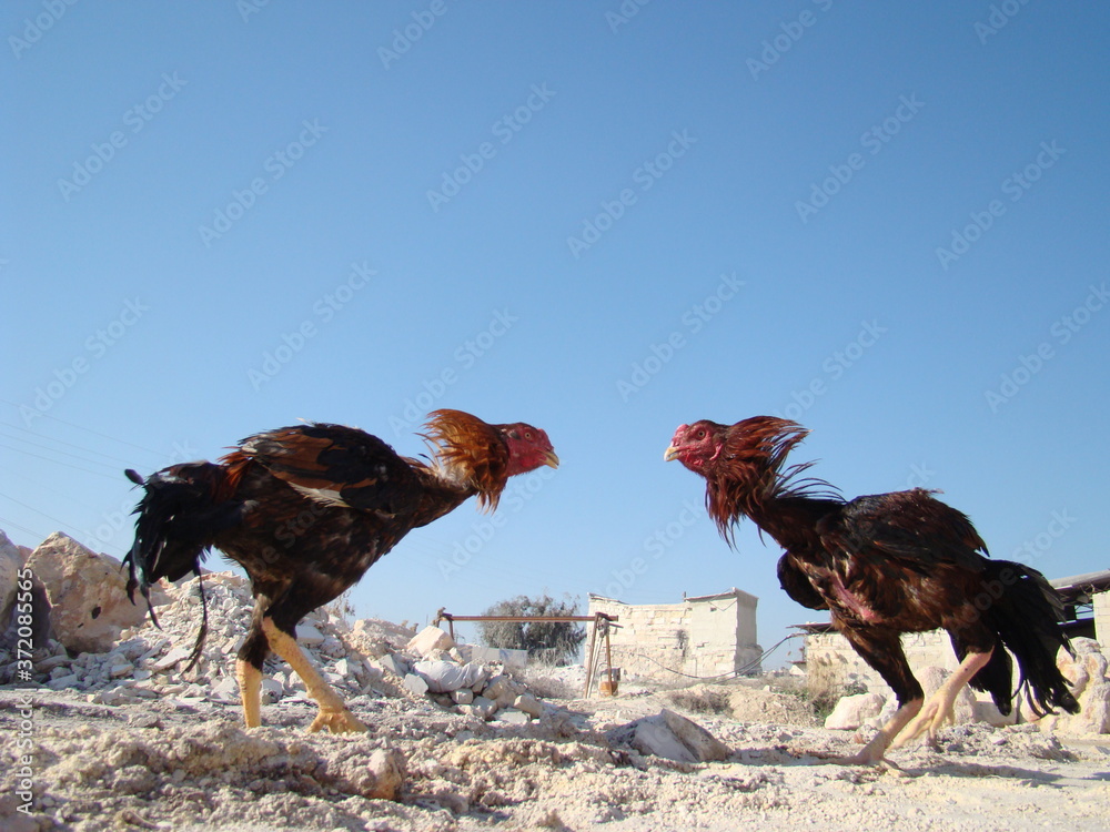 Fighting Roosters | Cockfight | angry bird | angry animal | Madurai ...