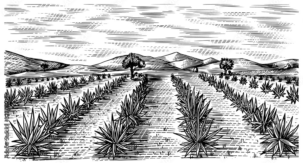 Agave field. Vintage retro landscape. Harvesting for tequila making ...