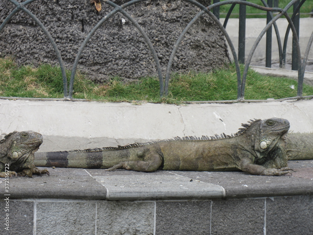 GUAYAQUIL, ECUADOR. PARQUE SEMINARIO - PARQUE DE LAS IGUANAS Stock ...