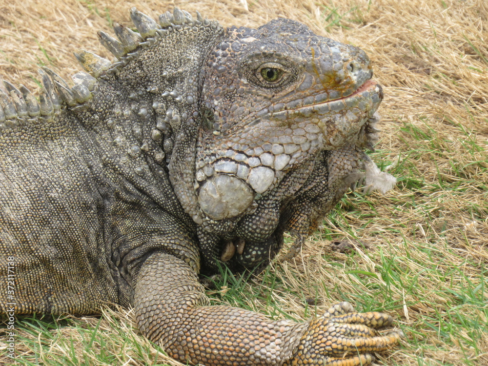 GUAYAQUIL, ECUADOR. PARQUE SEMINARIO - PARQUE DE LAS IGUANAS Stock ...