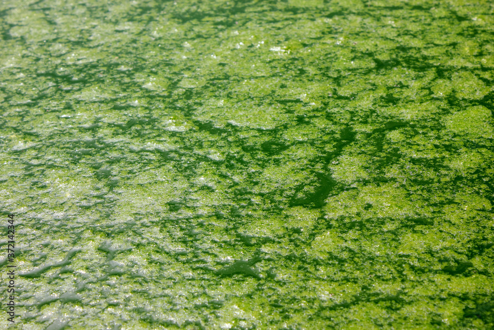 Patterns of green algae on the water. Green water. View from above ...