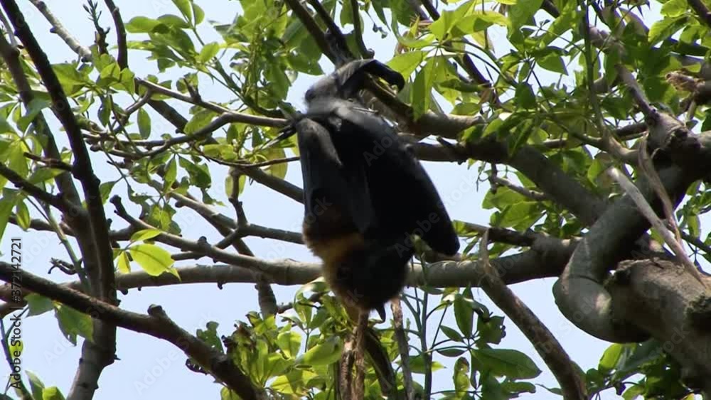 Flying Fox Fruit Bats Hanging On The Tree In The Royal Botanical Gardens In Sydney Australia