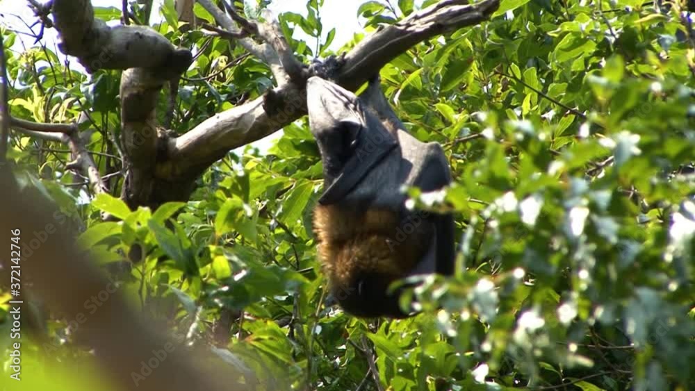 Flying Fox Fruit Bats Hanging On The Tree In The Royal Botanical Gardens In Sydney Australia