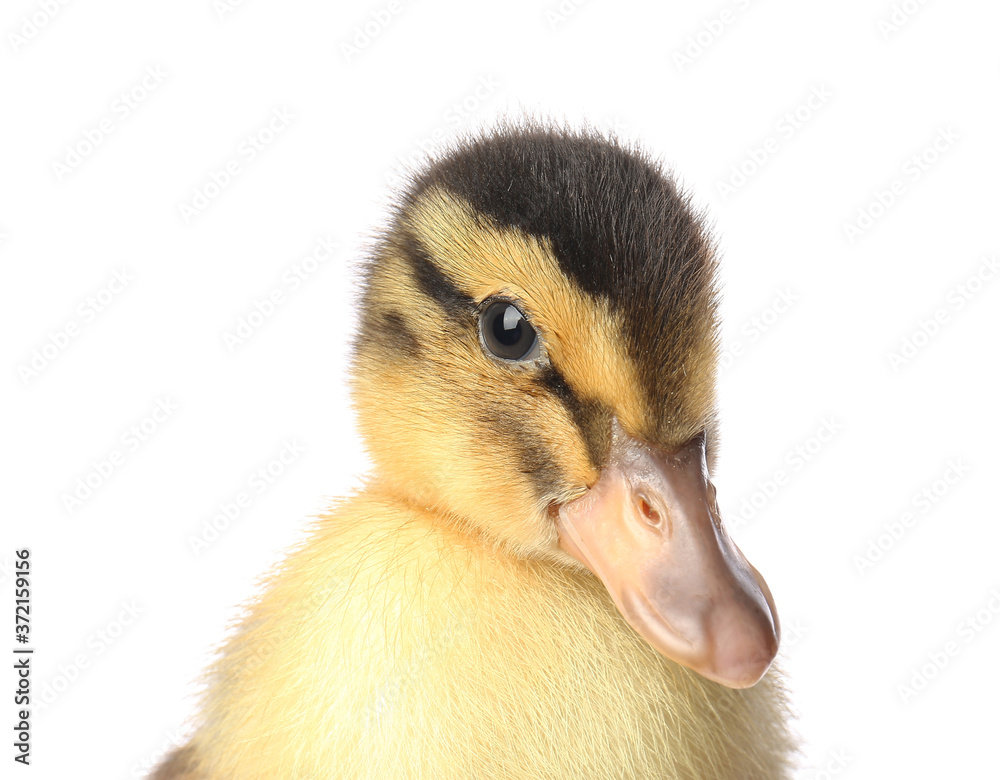 Cute duckling on white background Stock Photo | Adobe Stock