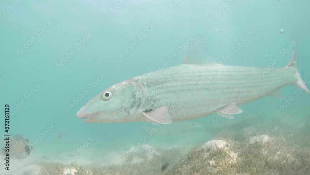 Bonefish Underwater