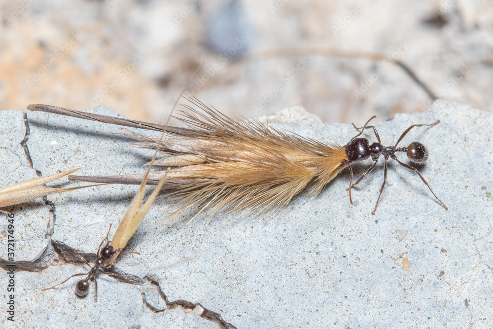 Messor Barbarus harvester ant dragging a huge seed on a concrete floor ...