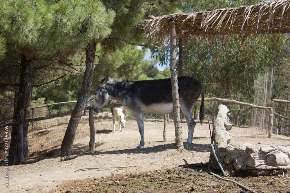 Greece. Rhodes island. Rest at the sea. Eurotrip. Greek Zoo. Animals ...