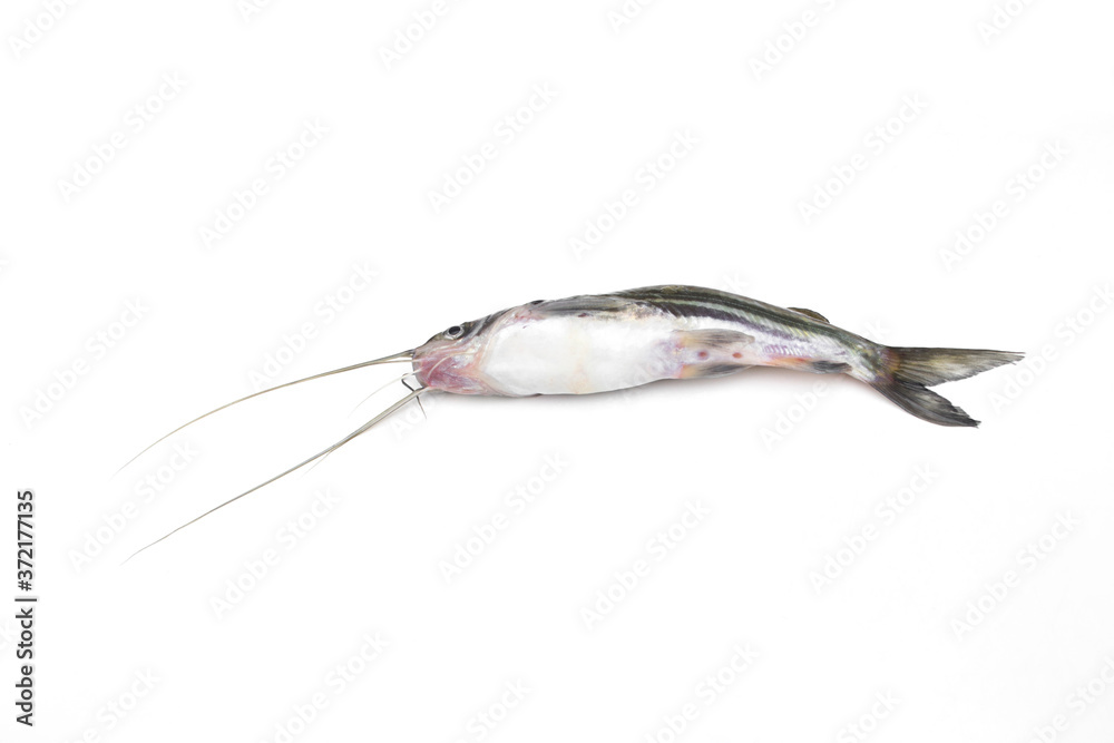 Twospot catfish,Mystus nigriceps,Bagridae isolated on white background ...