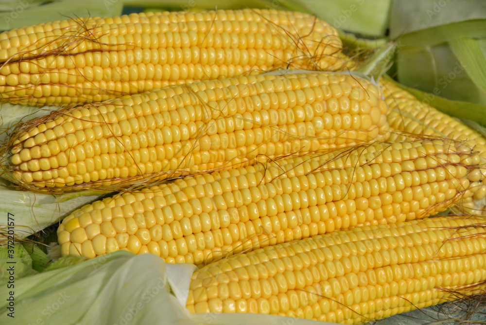 In the summer, the harvest of yellow corn. Cleaning corn, removing ...