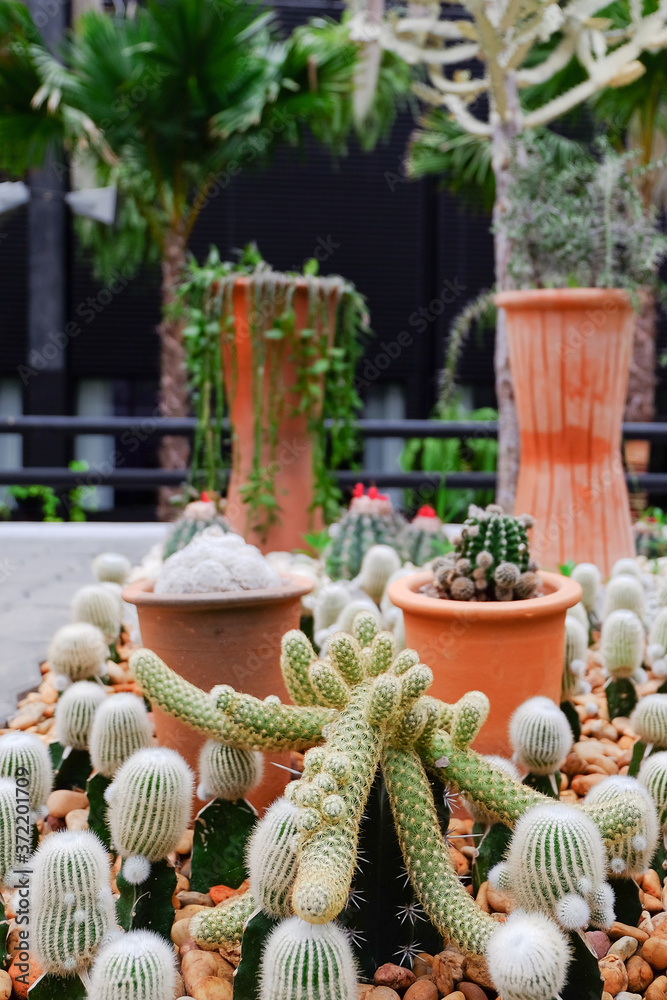 Beautiful tropical cactus garden at Nongnooch garden in pattaya ...