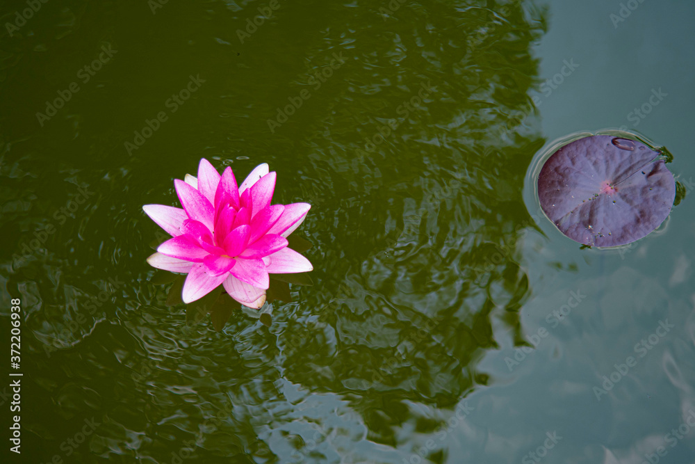 Fiore di loto, ninfea rosa nel laghetto Stock Photo | Adobe Stock
