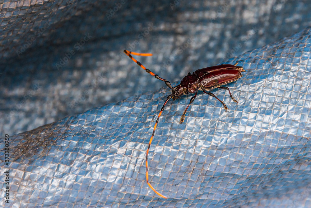 A large beetle with a huge striped mustache crawls across the tent ...