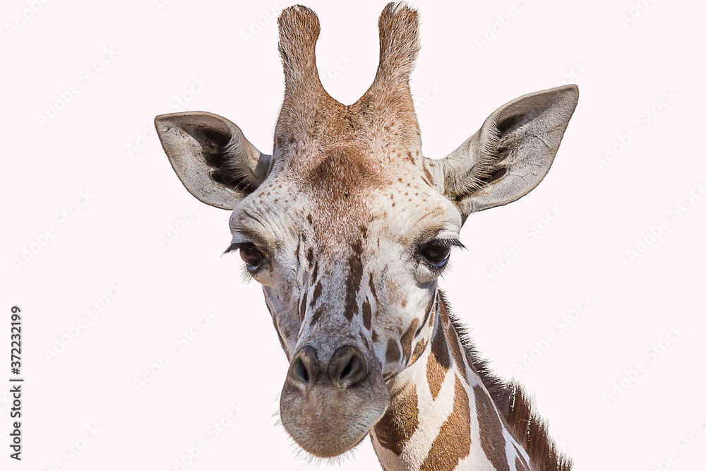 The Angolan giraffe (Giraffa giraffa angolensis), also known as the ...