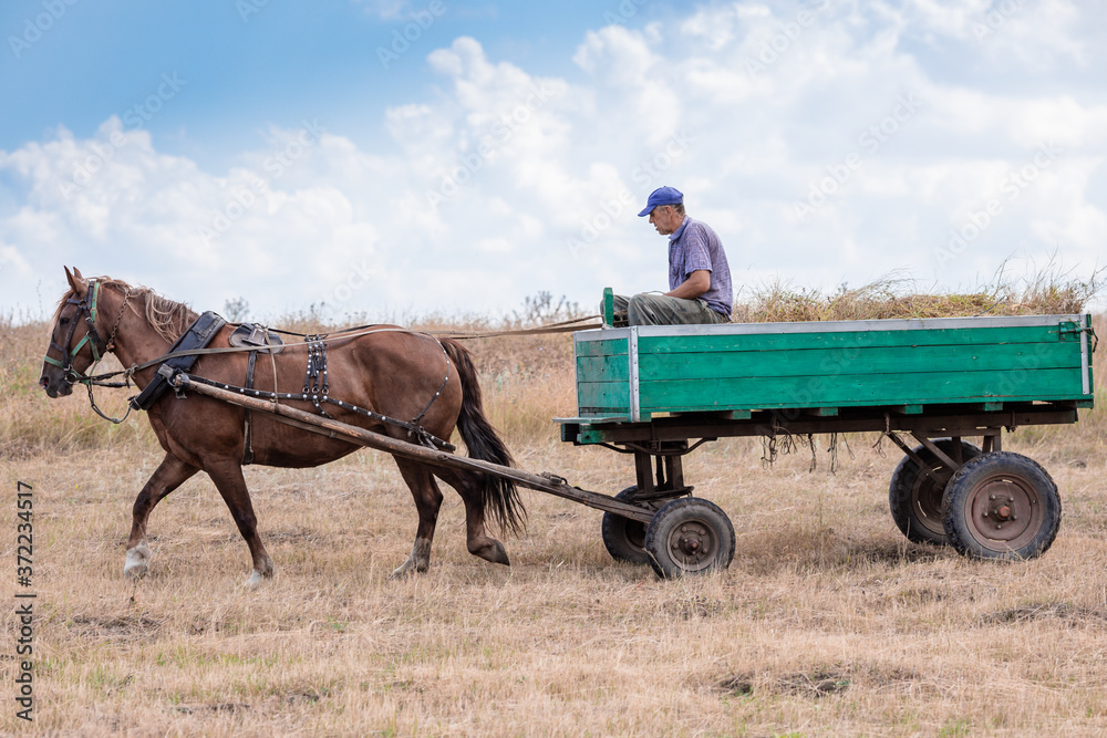 Russian man is riding a cart. Kind of transport. Stock Photo | Adobe Stock