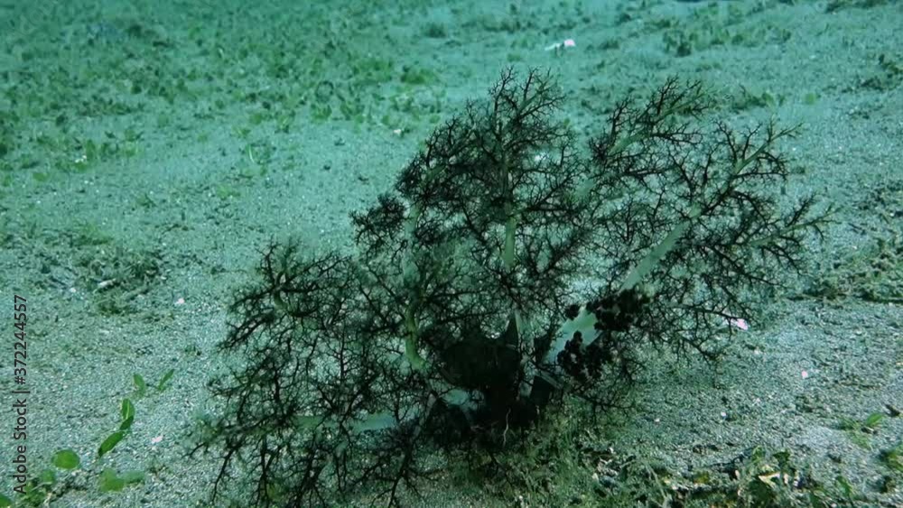 Gorgonocephalus (Gorgon's head) stands on gray sand. He catches ...