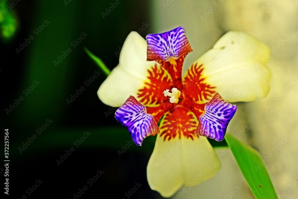 Beautiful blooming Walking Iris (Neomarica gracilis, Fan iris, Apostle ...