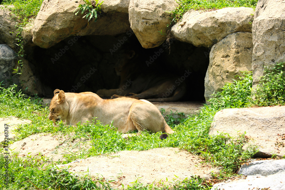 Lion Cave