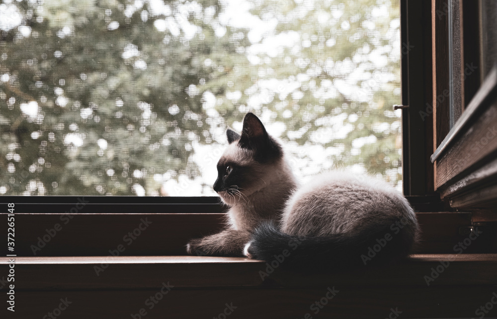 Foto Stock Beautiful 11 week old Siamese like kitten looking very cute ...