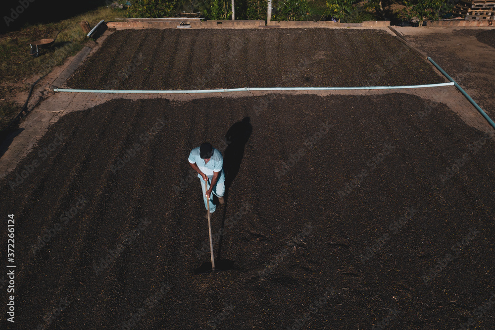 aerial view of farmer working with scattering coffee beans during ...
