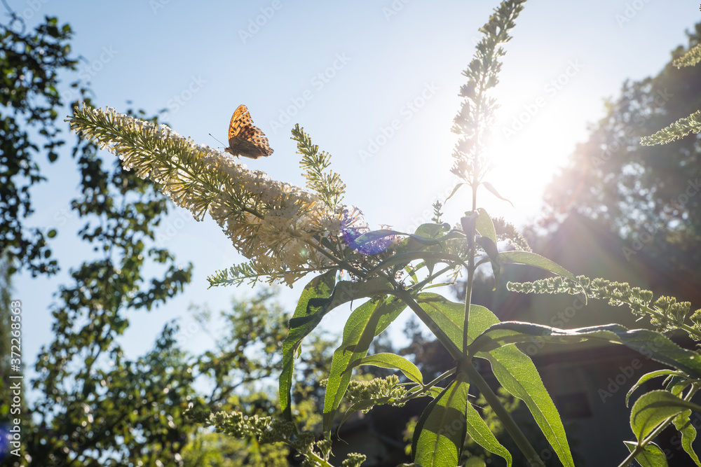 butterfly bush, Buddleia davidii in the garden and a butterfly Stock ...