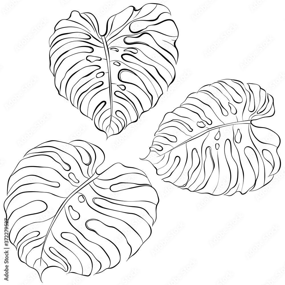 Vector set of monstera leaves. Tropical plant. Vector illustration ...