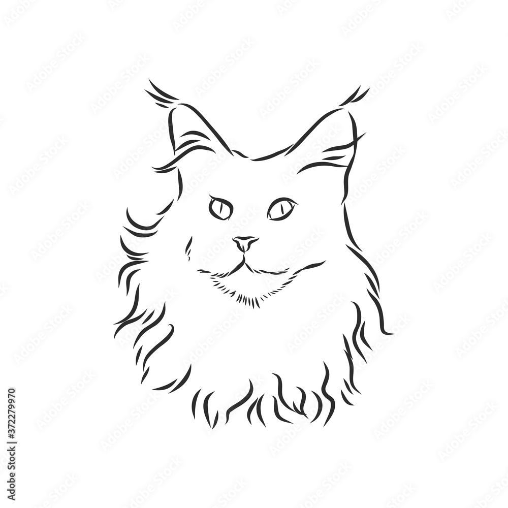 Maine coon cat portrait. Hand drawn vector illustration. Can be used ...