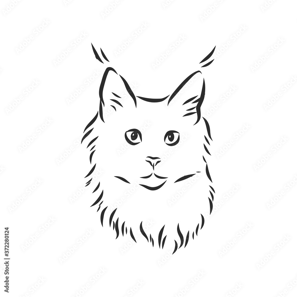 Maine coon cat portrait. Hand drawn vector illustration. Can be used ...