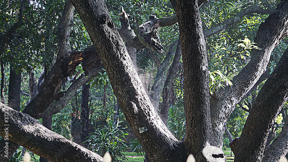 Fascinating Branch of a Tree at Cubbon Park, Bangalore, India. Stock ...