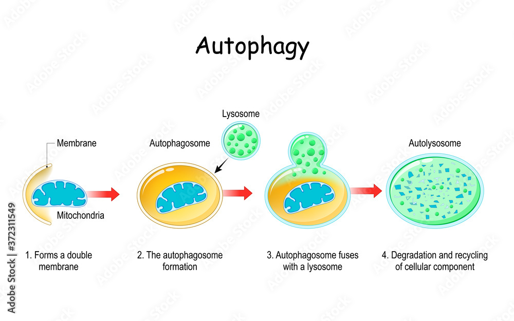 Autophagy steps Stock Vector | Adobe Stock Autophagy steps Stock Vector | Adobe Stock